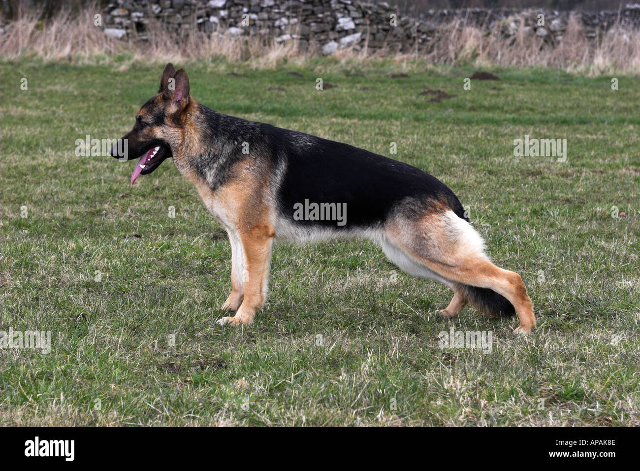 German shepherd standing i hi-res stock photography and images - Alamy