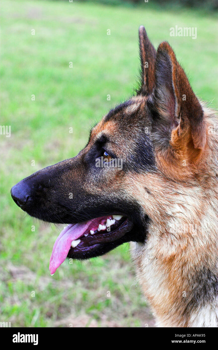 German Shepherd Head Profile