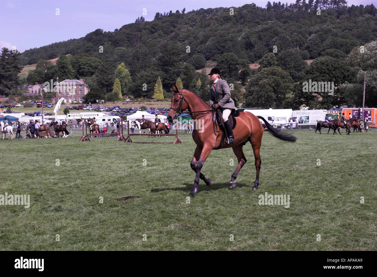 Horse horses pony ponies and trap traps hi-res stock photography and ...