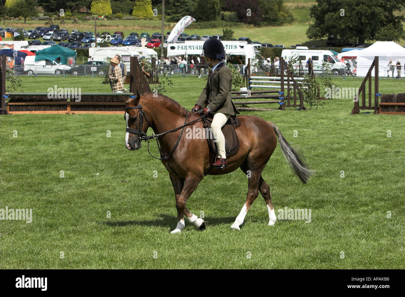 Horse horses pony ponies and trap traps hi-res stock photography and ...