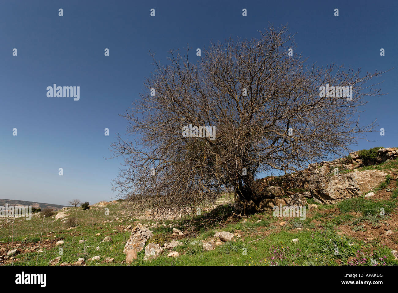 Israel the Upper Galilee Terebinth tree Pistacia Palaestina on Mount ...