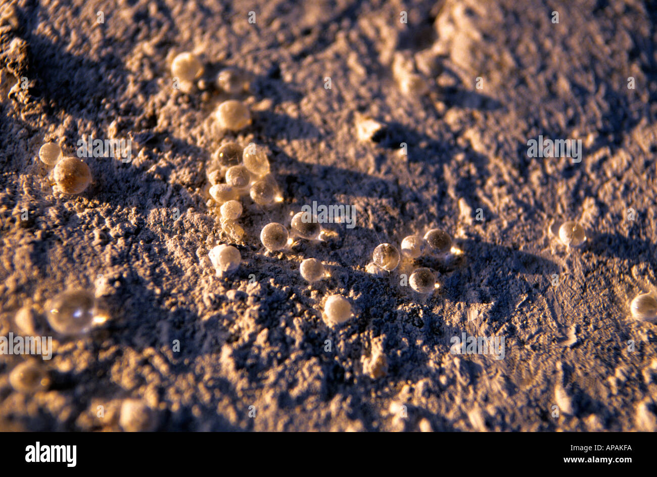 Mastic villages chios hi-res stock photography and images - Alamy
