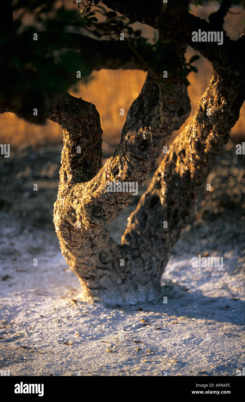 Mastic gum hi-res stock photography and images - Alamy