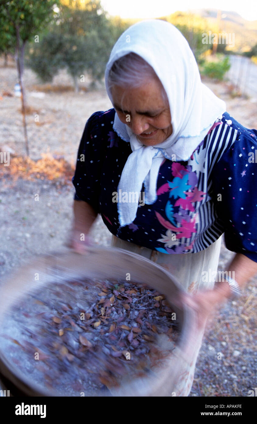 greece north eastern aegean islands chios harvesting mastica around the ...