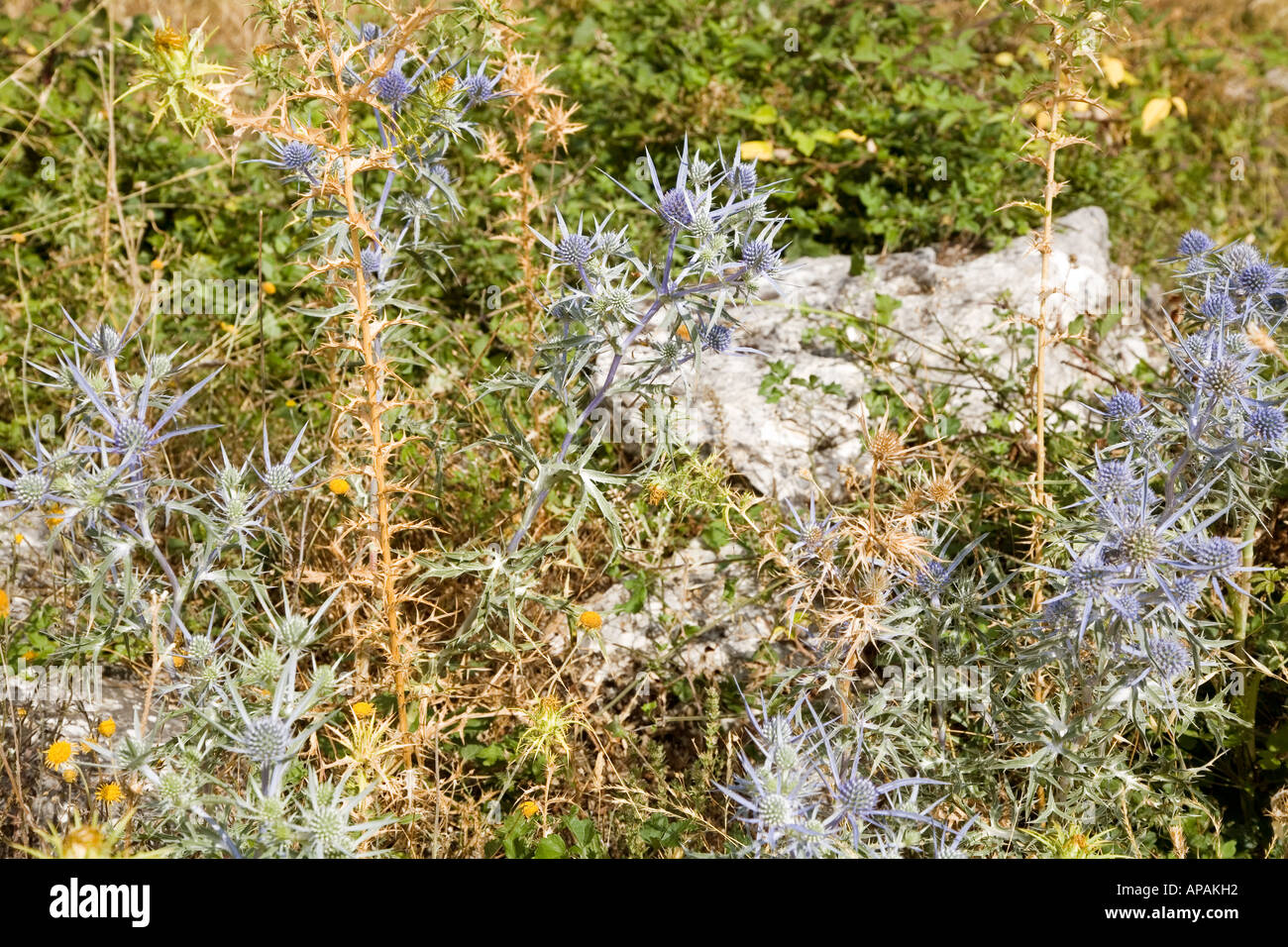 Sepina hi-res stock photography and images - Alamy