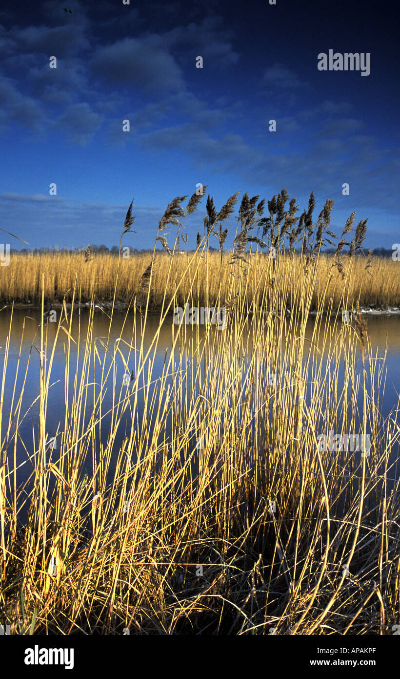 Snape hi-res stock photography and images - Alamy