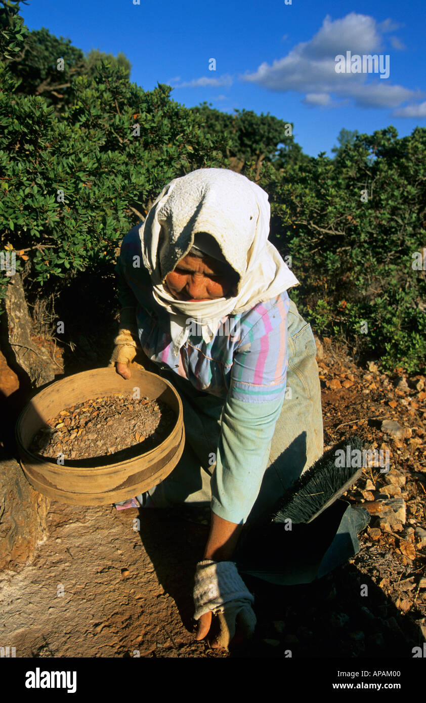 greece north eastern aegean islands chios harvesting mastica around the ...