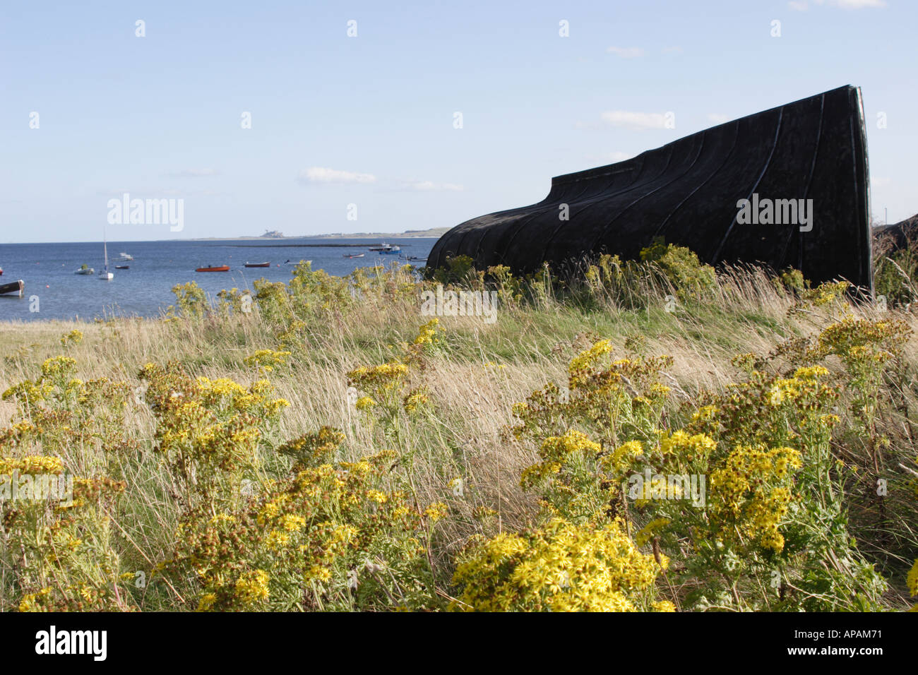 Upturned flowers hi-res stock photography and images - Alamy