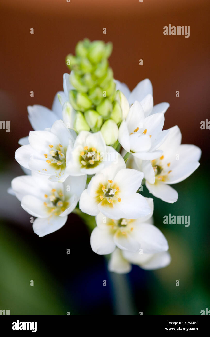 Wonder-flower chincherinchee ornithogalum thyrsoides origin : Cape ...