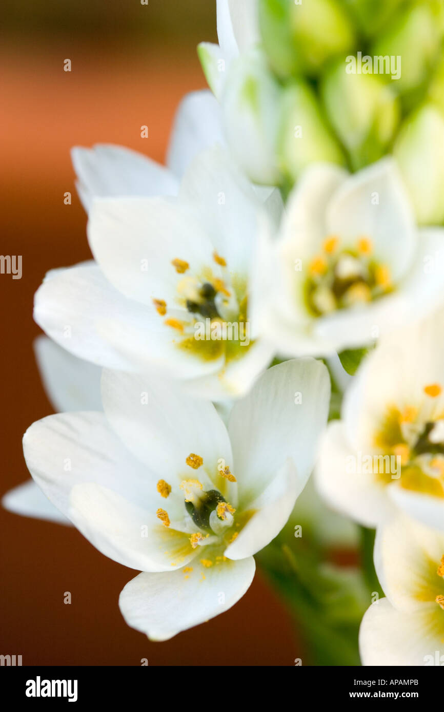 Wonder-flower chincherinchee ornithogalum thyrsoides origin : Cape ...