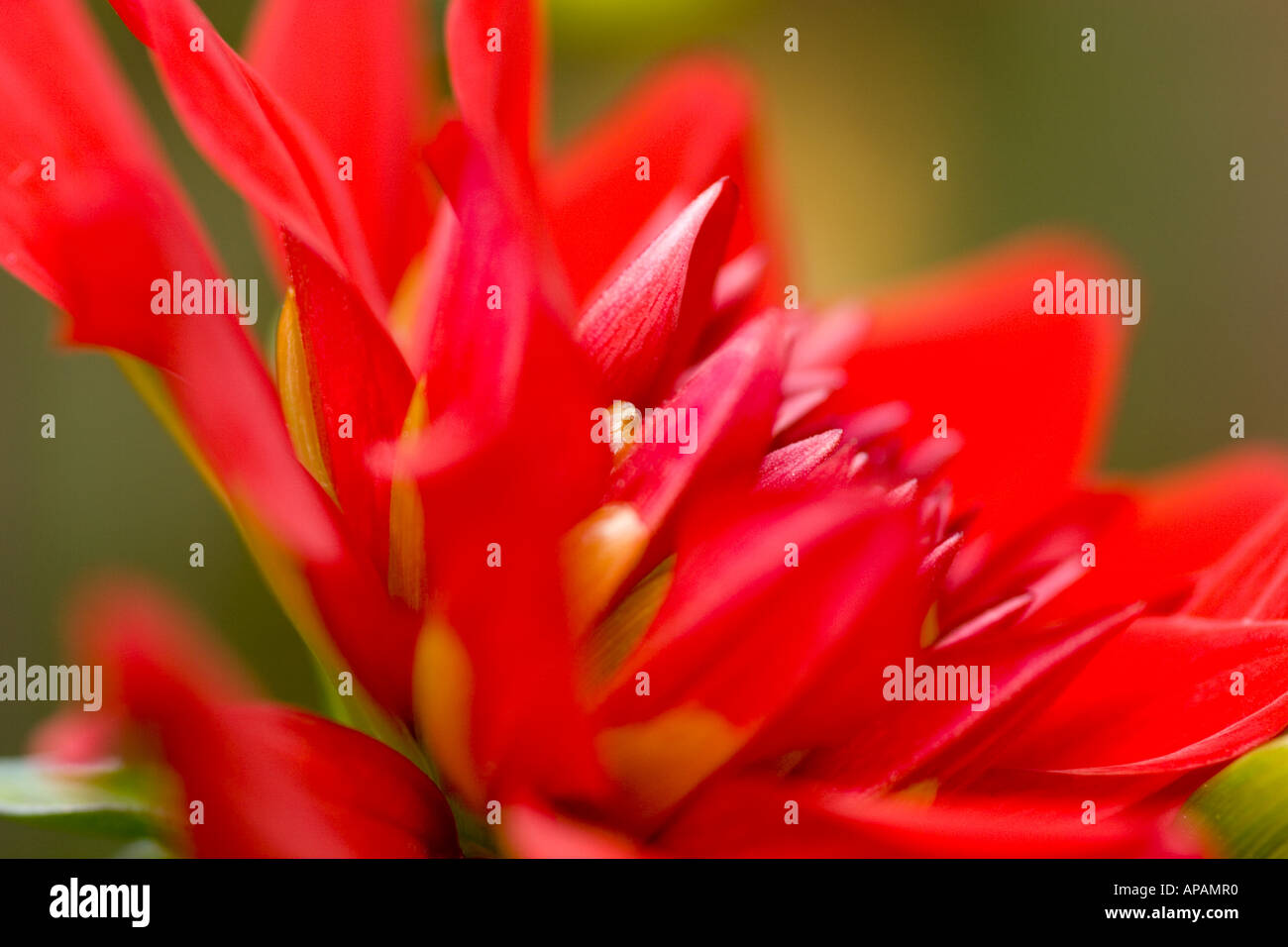 red dwarf cactus dahlia Stock Photo - Alamy
