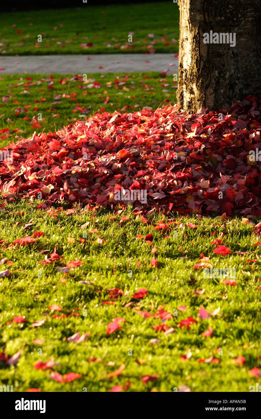 Leaves Of Grass High Resolution Stock Photography and Images - Alamy