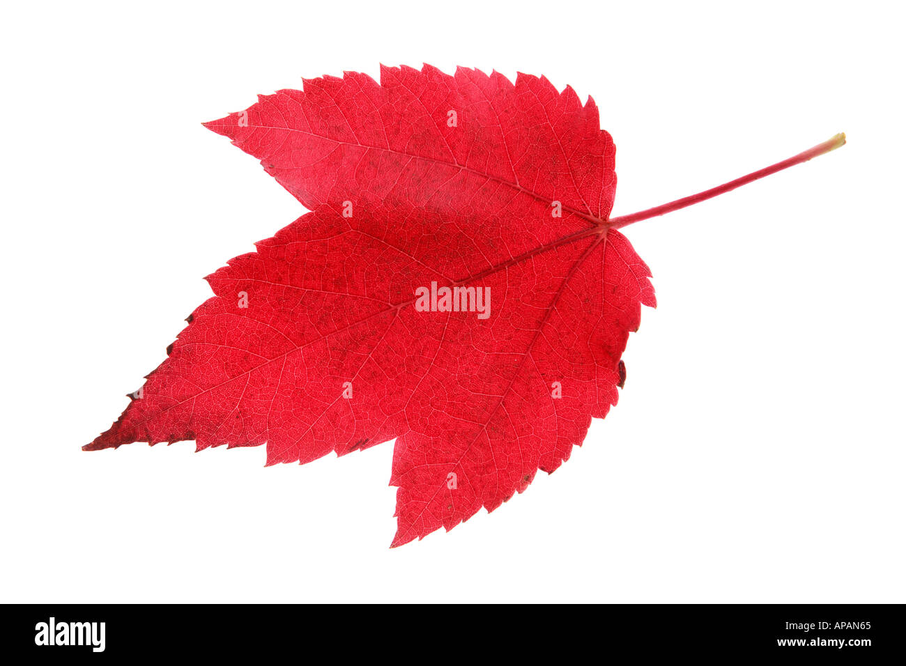 Red fall leaf Stock Photo - Alamy