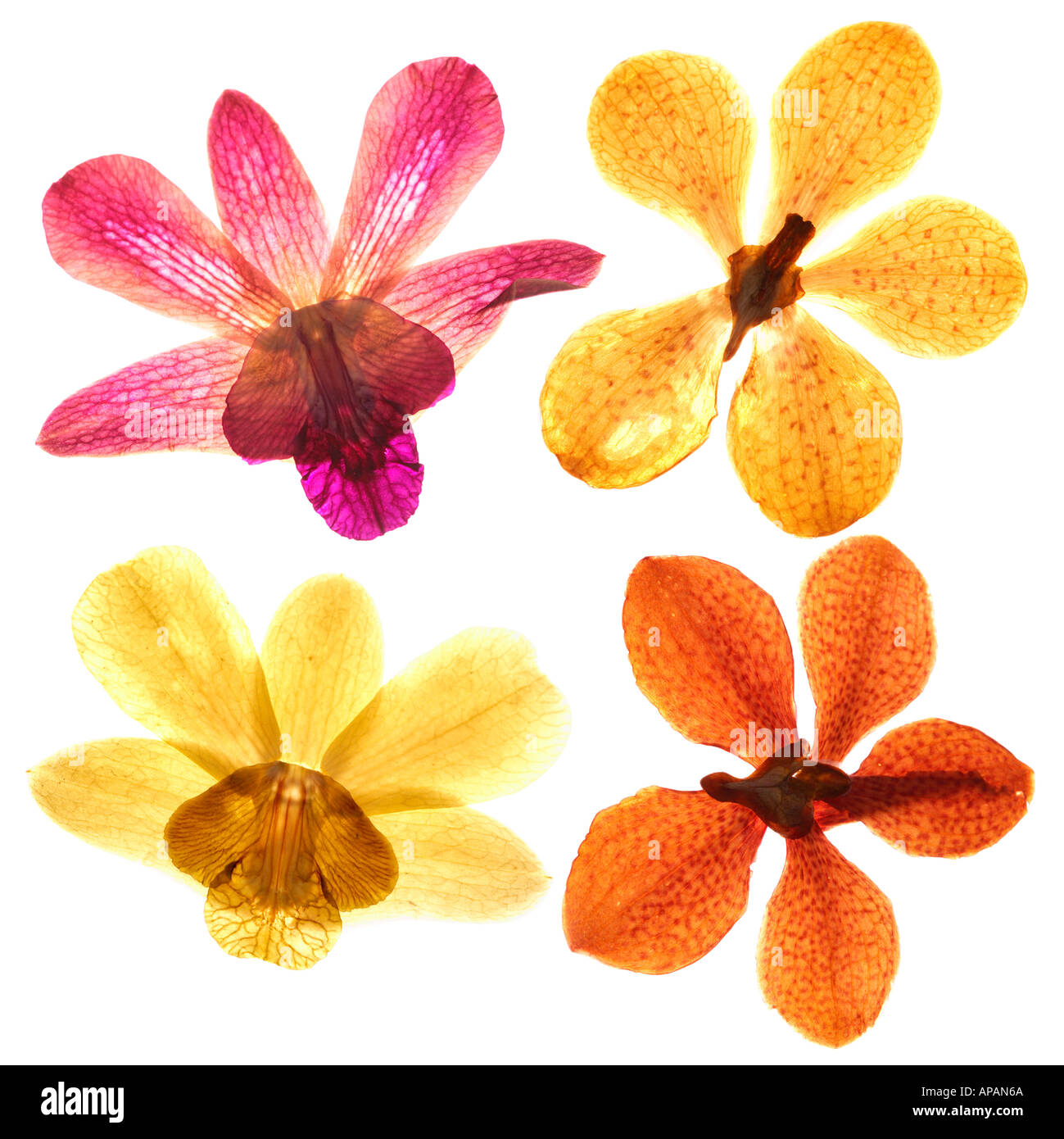 Only orchid Cut Out Stock Images & Pictures - Alamy