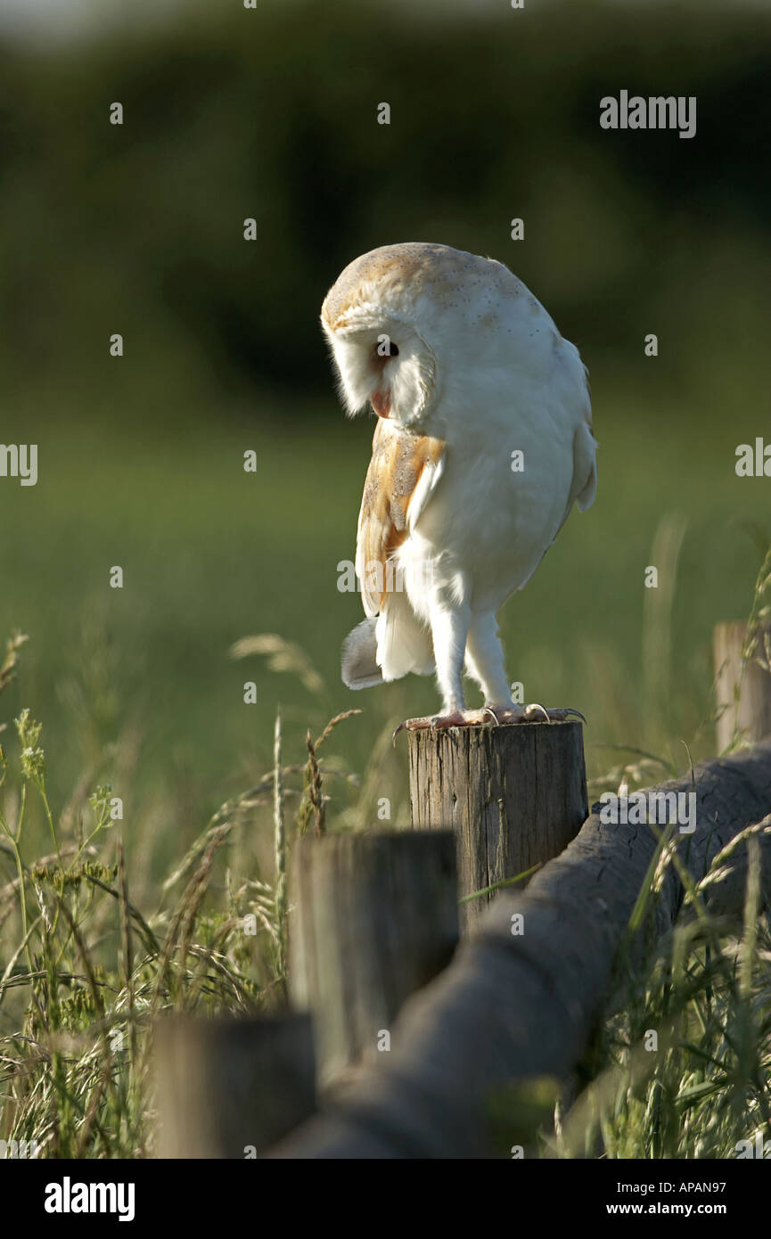 Barn Owl on fence post (c Stock Photo - Alamy