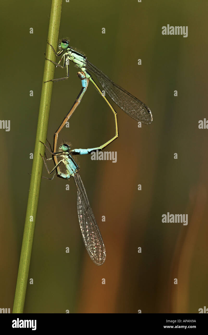 Blue Tailed Damselfly mating Stock Photo - Alamy