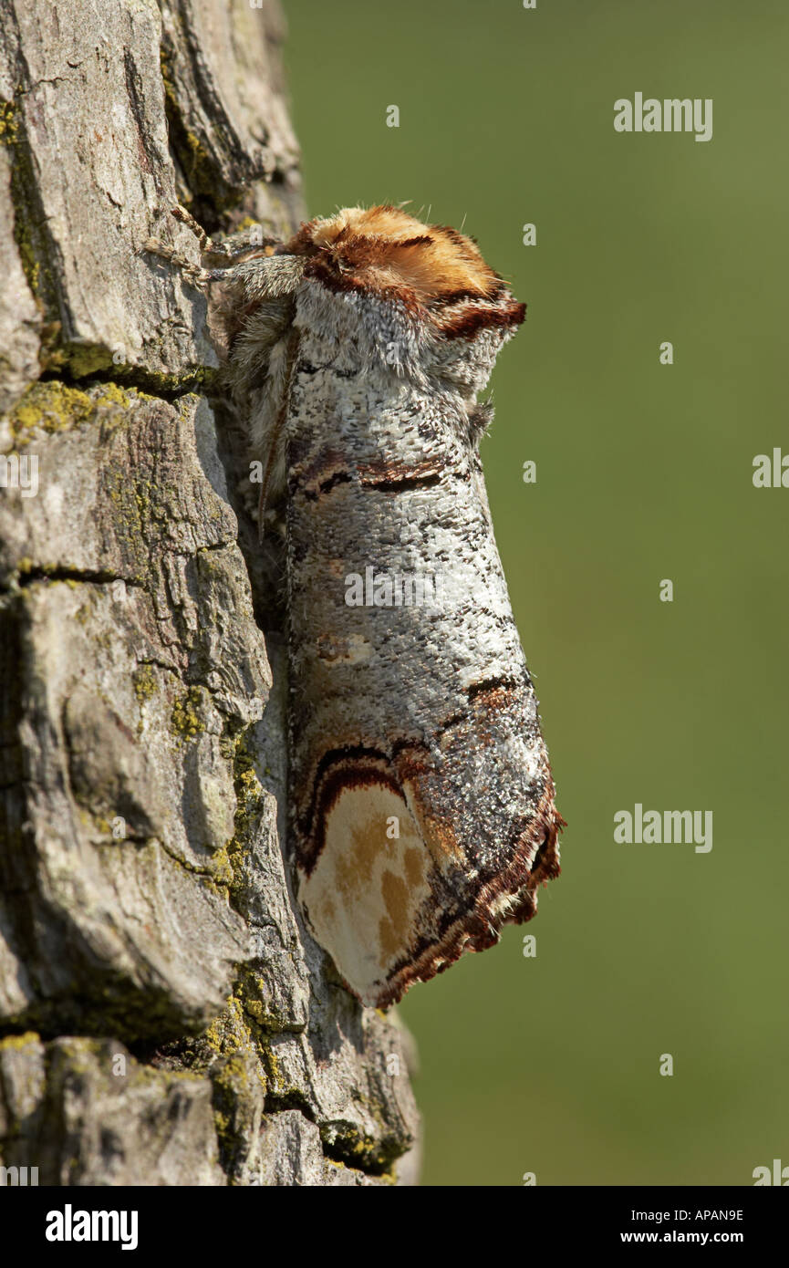 Buff Tip Moth Stock Photo - Alamy