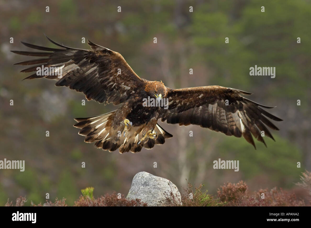 Golden Eagle in flight (c Stock Photo - Alamy