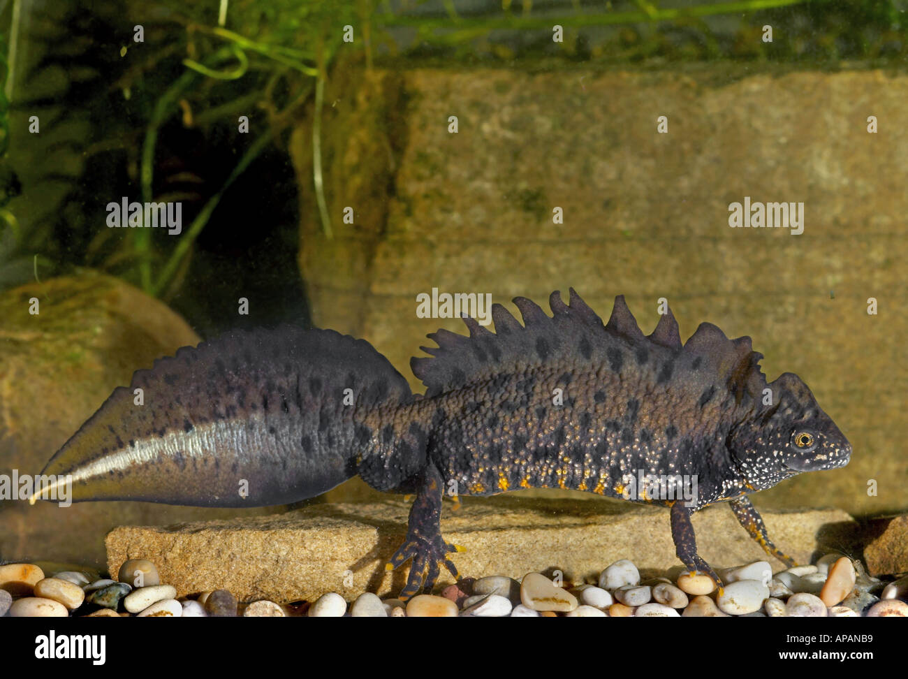 Great Crested Newt Stock Photo - Alamy