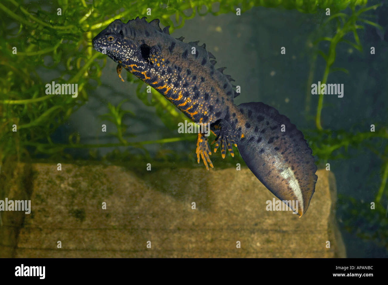 Breeding great crested newt hi-res stock photography and images - Alamy