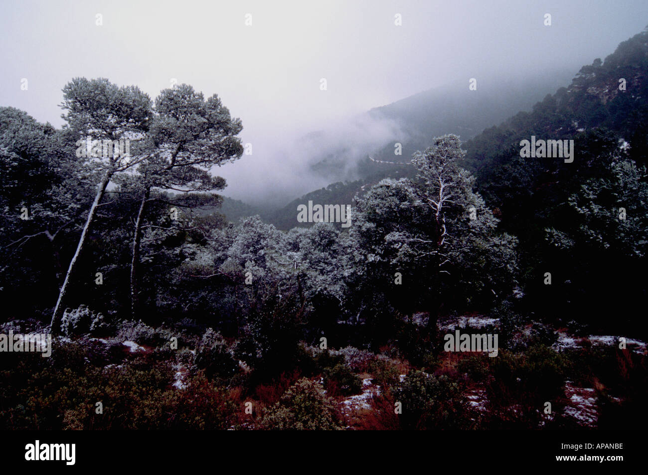 High treetops hi-res stock photography and images - Alamy