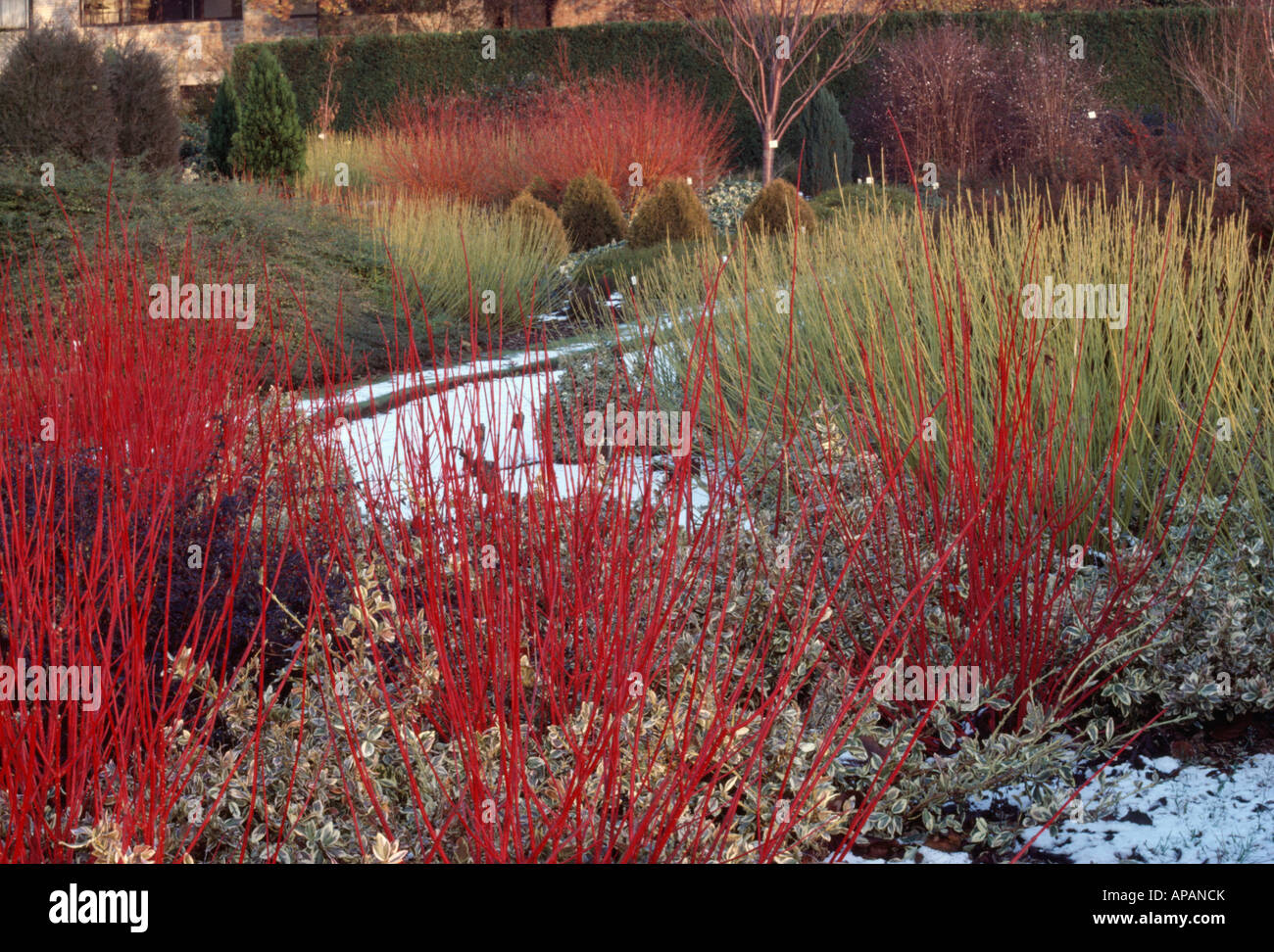 Red branches of cornus Alba Sibirica underplanted with euonymus in ...