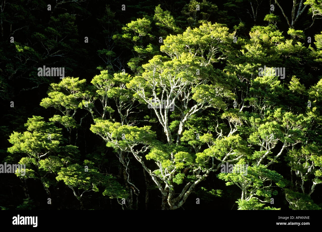 Nothofagus Leaf High Resolution Stock Photography and Images - Alamy