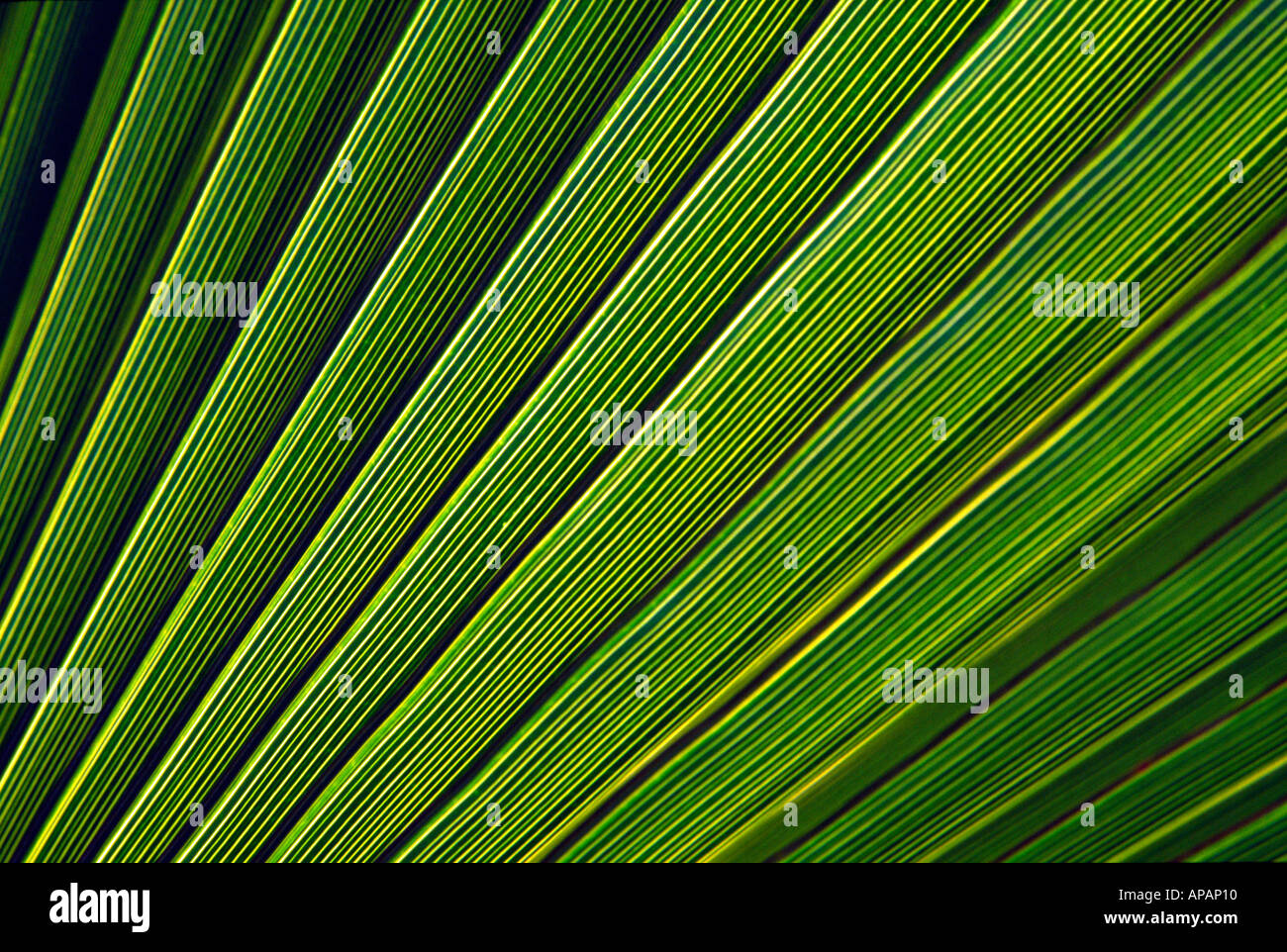 Palm Tree Leaf Stock Photo - Alamy
