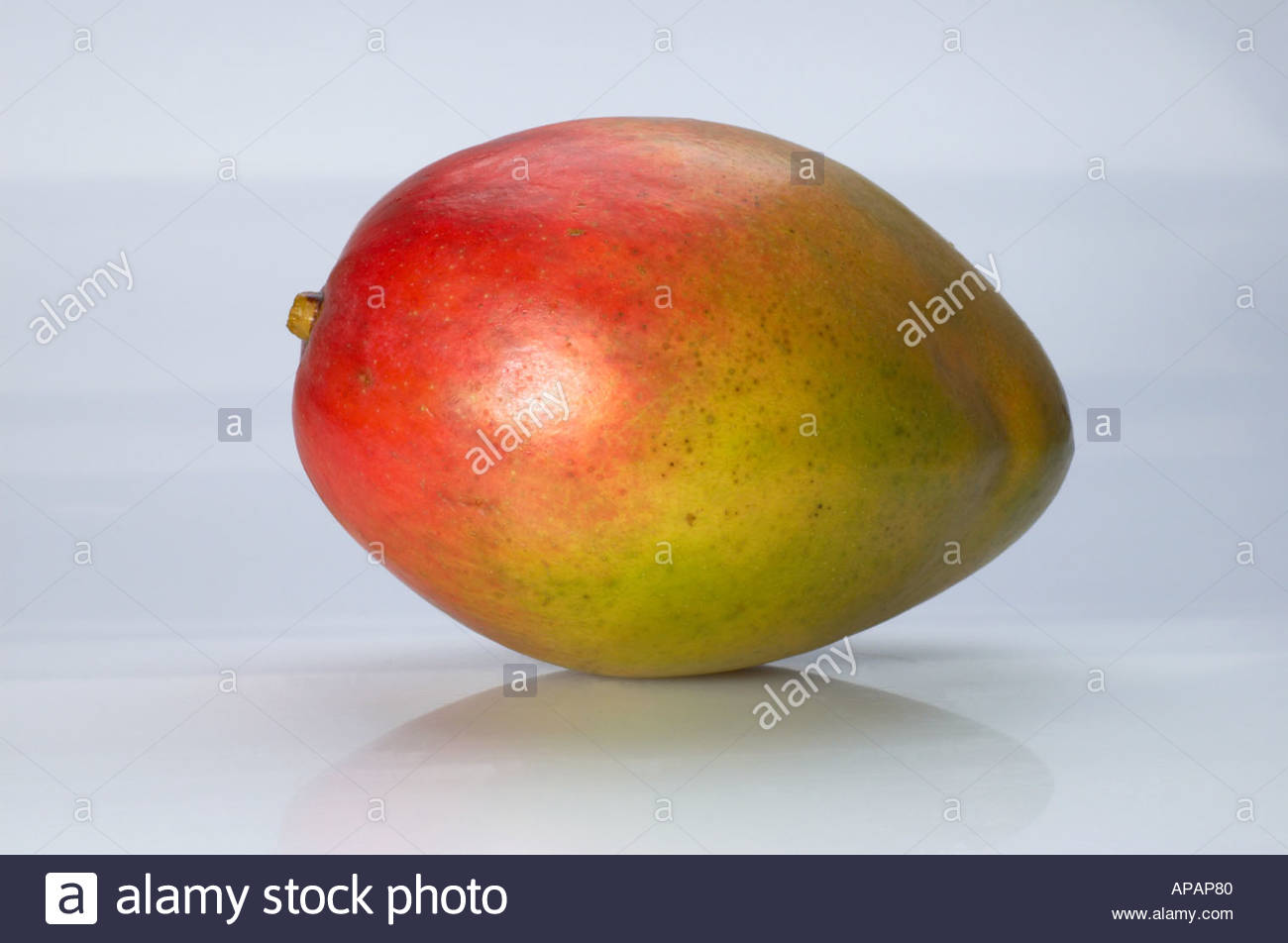 Isolated mango fruits whole hi-res stock photography and images - Alamy