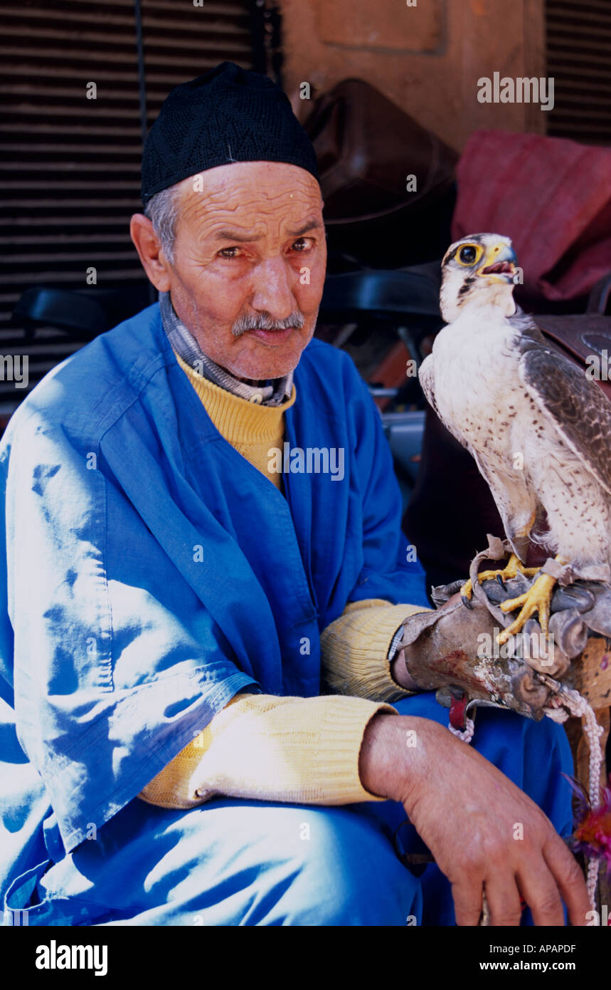 Falcon marrakesh hi-res stock photography and images - Alamy