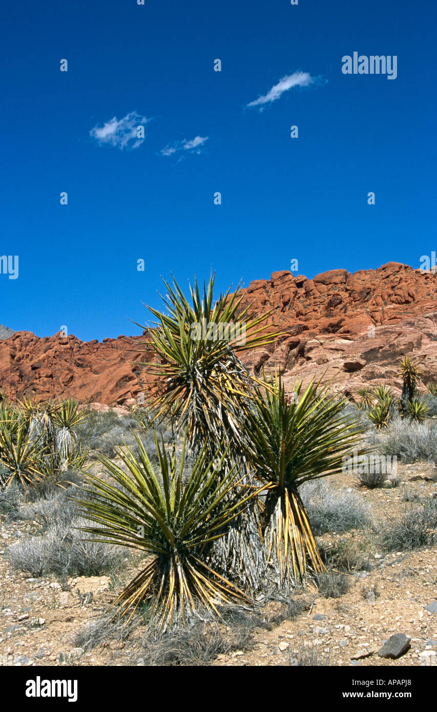Red Rock Canyon, Nevada, USA Stock Photo - Alamy