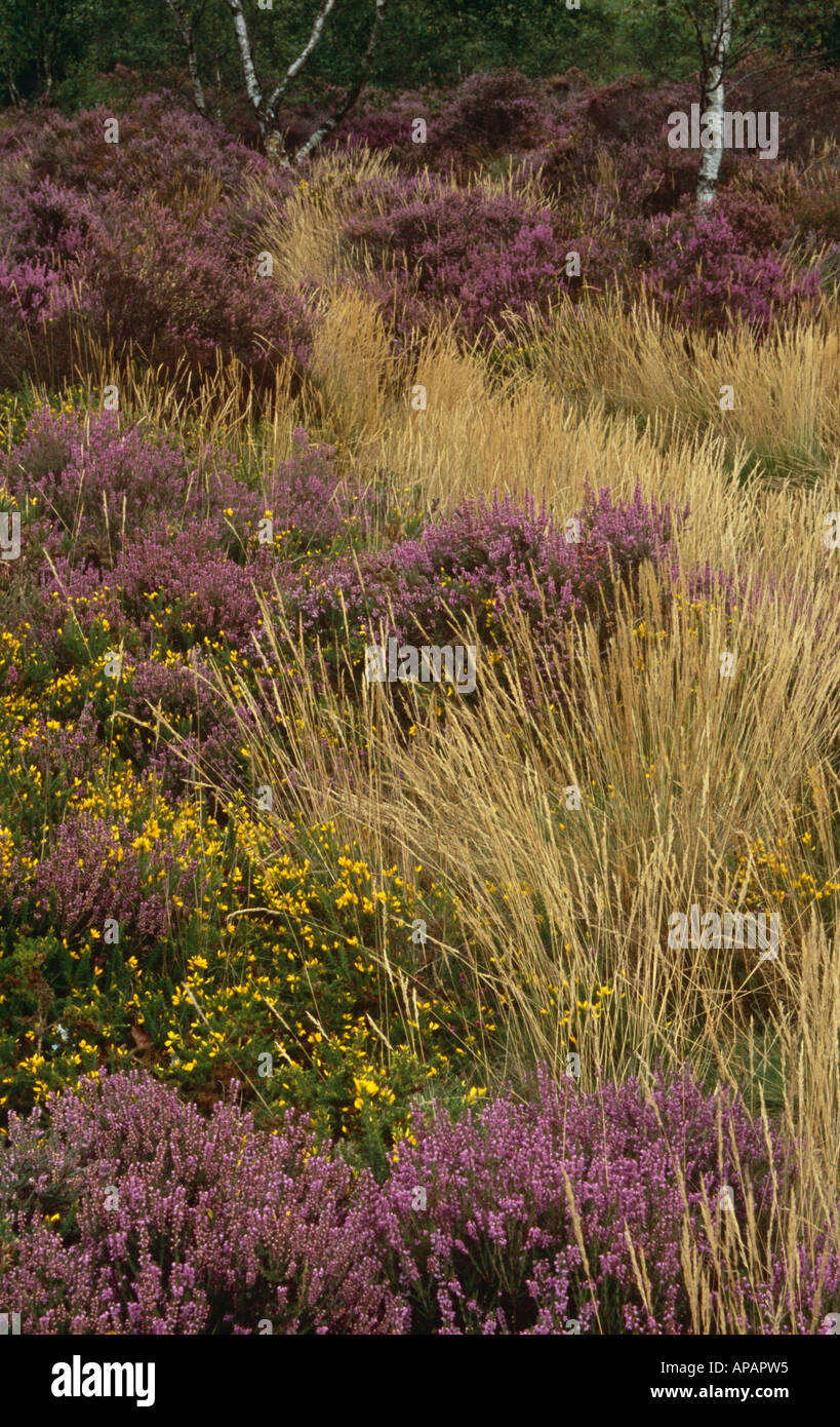 Heather grasses chobham common surrey hi-res stock photography and ...