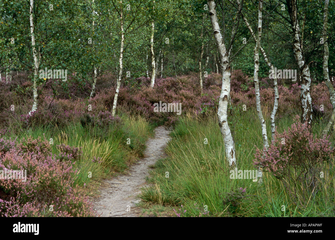 Chobham common hi-res stock photography and images - Alamy