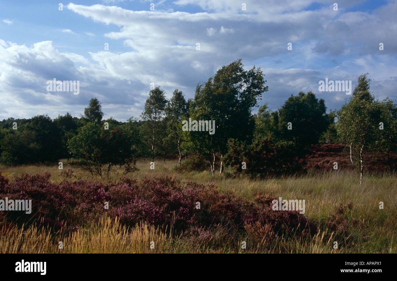 Chobham woods surrey hi-res stock photography and images - Alamy