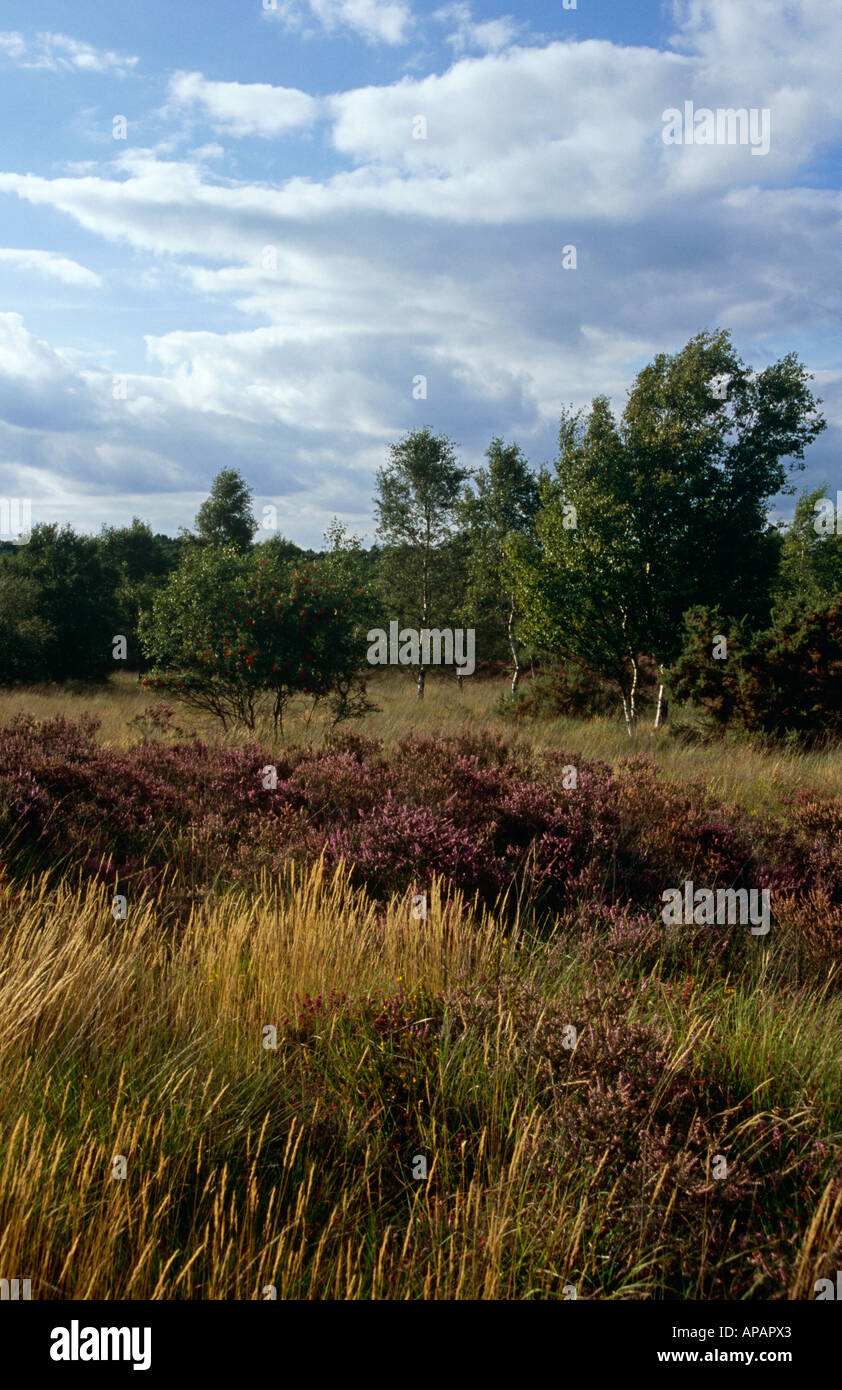 Chobham woods surrey hi-res stock photography and images - Alamy