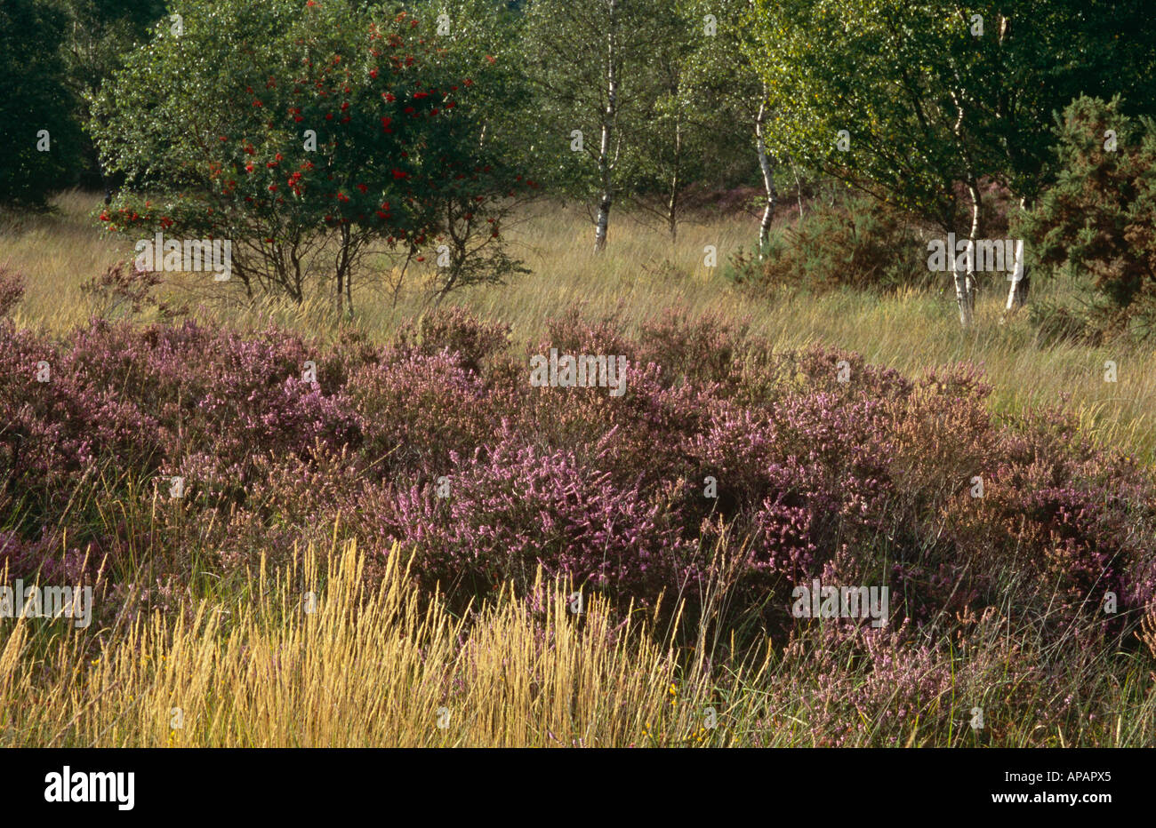 Chobham woods surrey hi-res stock photography and images - Alamy
