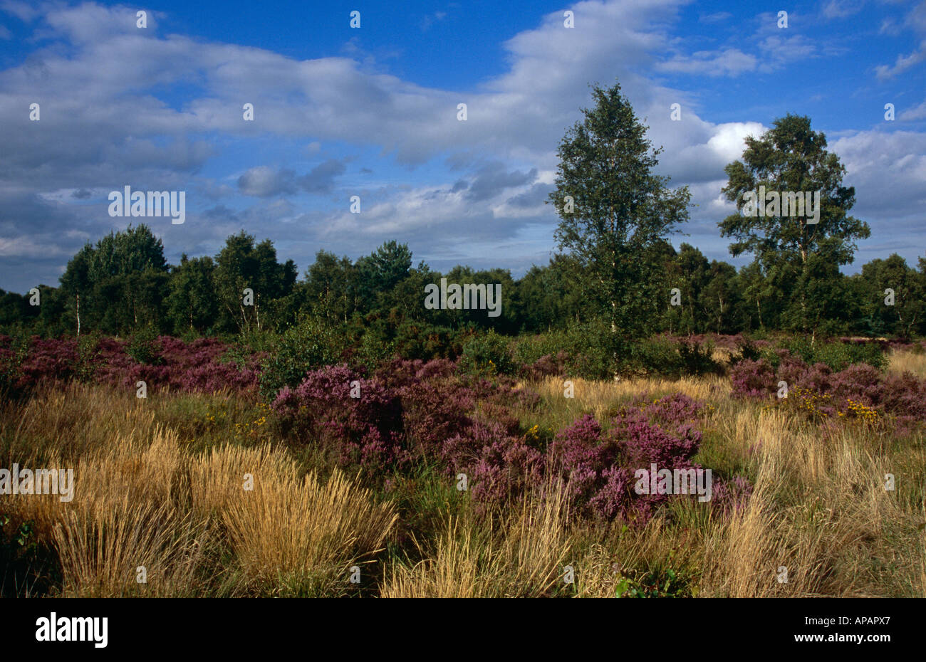 Chobham common hi-res stock photography and images - Alamy