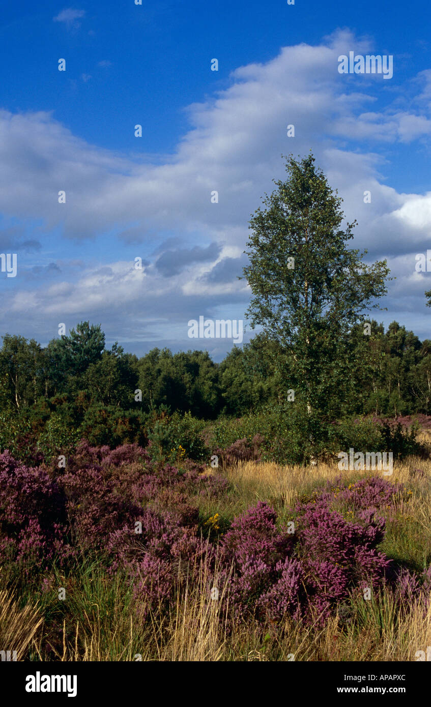 Chobham woods surrey hi-res stock photography and images - Alamy