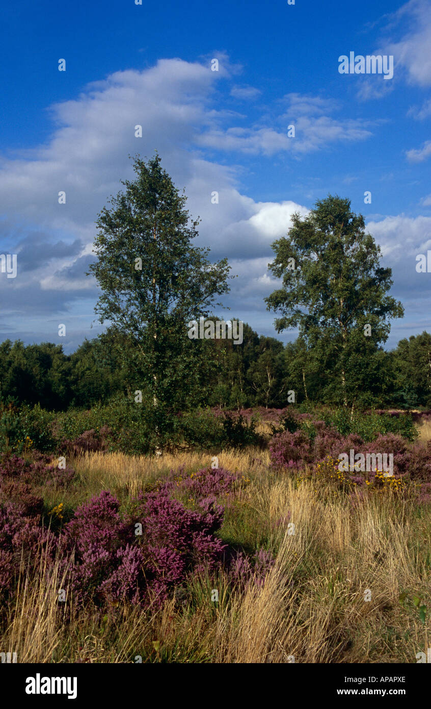 Chobham woods surrey hi-res stock photography and images - Alamy