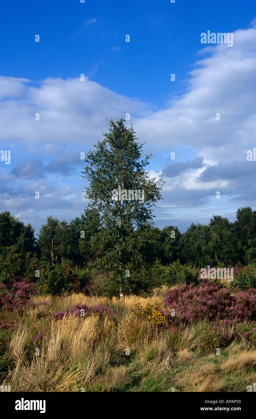 Late Summer with Heather on Chobham Common, near Chobham, Surrey ...
