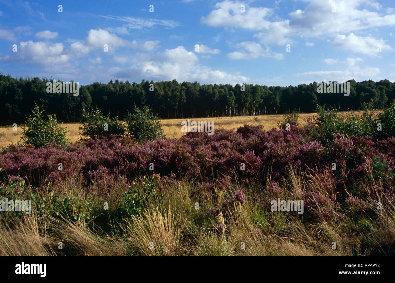 Chobham common in spring hi-res stock photography and images - Alamy