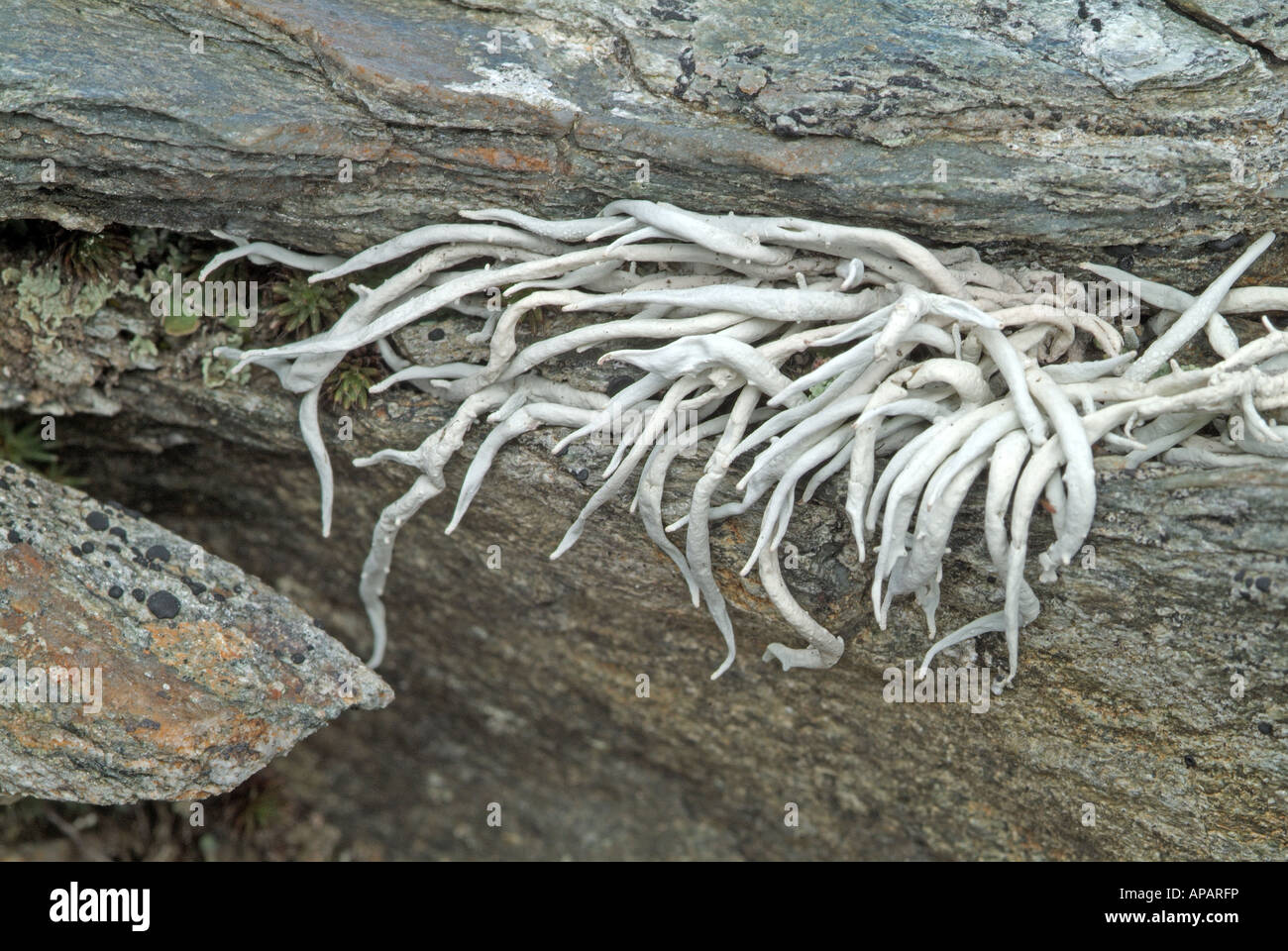 Whiteworm lichens hi-res stock photography and images - Alamy