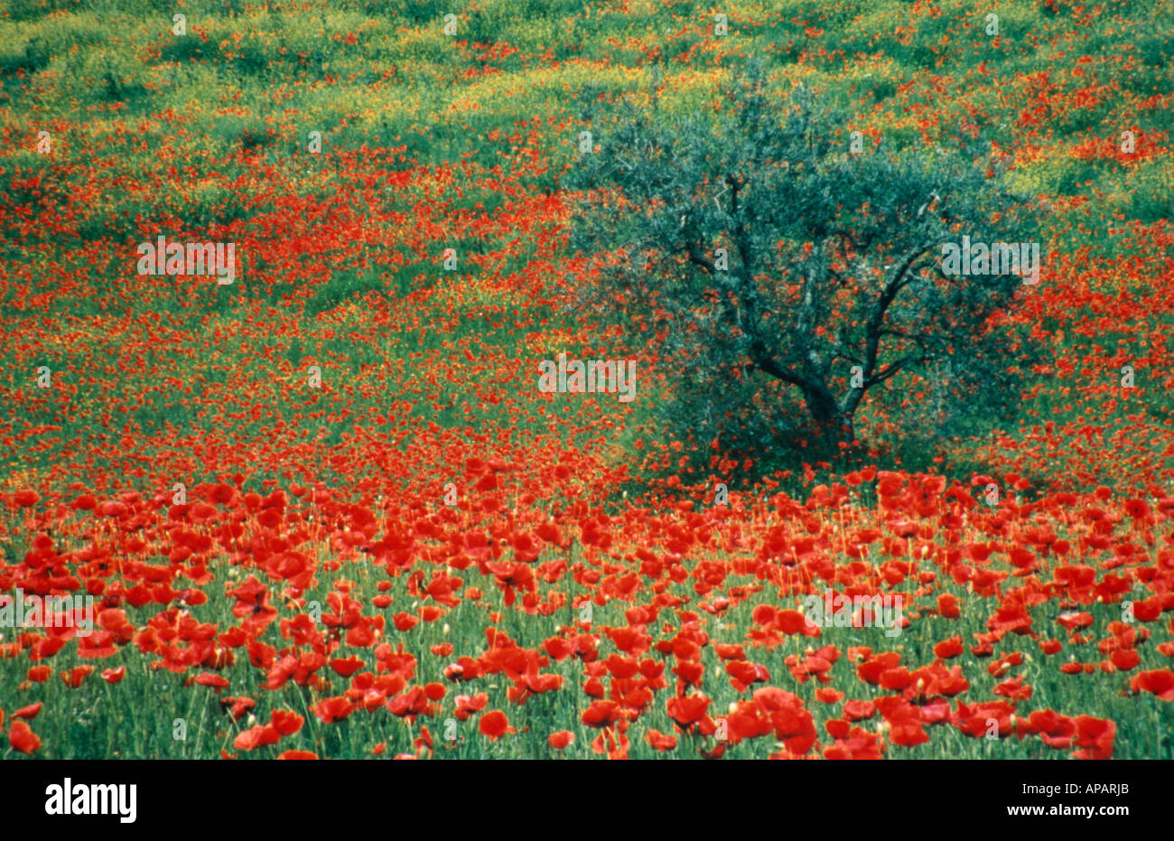 Olive Tree in Poppy Field, at La Foce, near Pienza, Tuscany, Italy ...