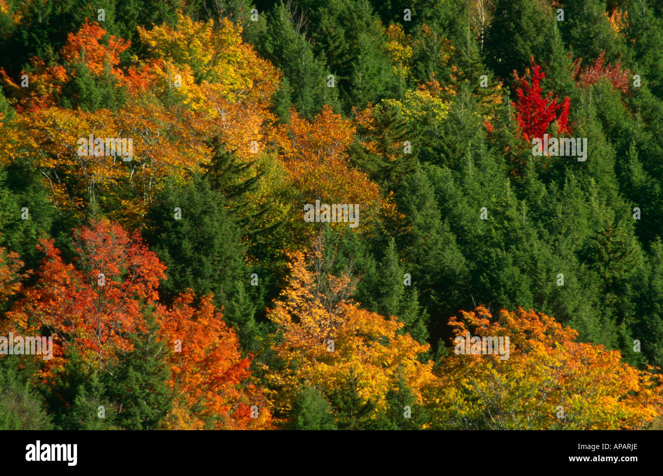 Autumn Trees, near East Corinth, Vermont, New England, USA Stock Photo ...