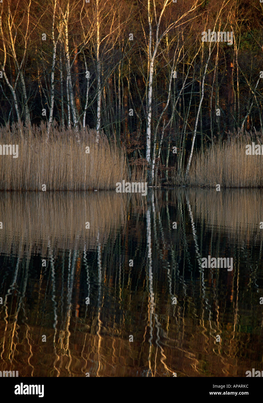 Reflection of tree and common reeds hi-res stock photography and images ...
