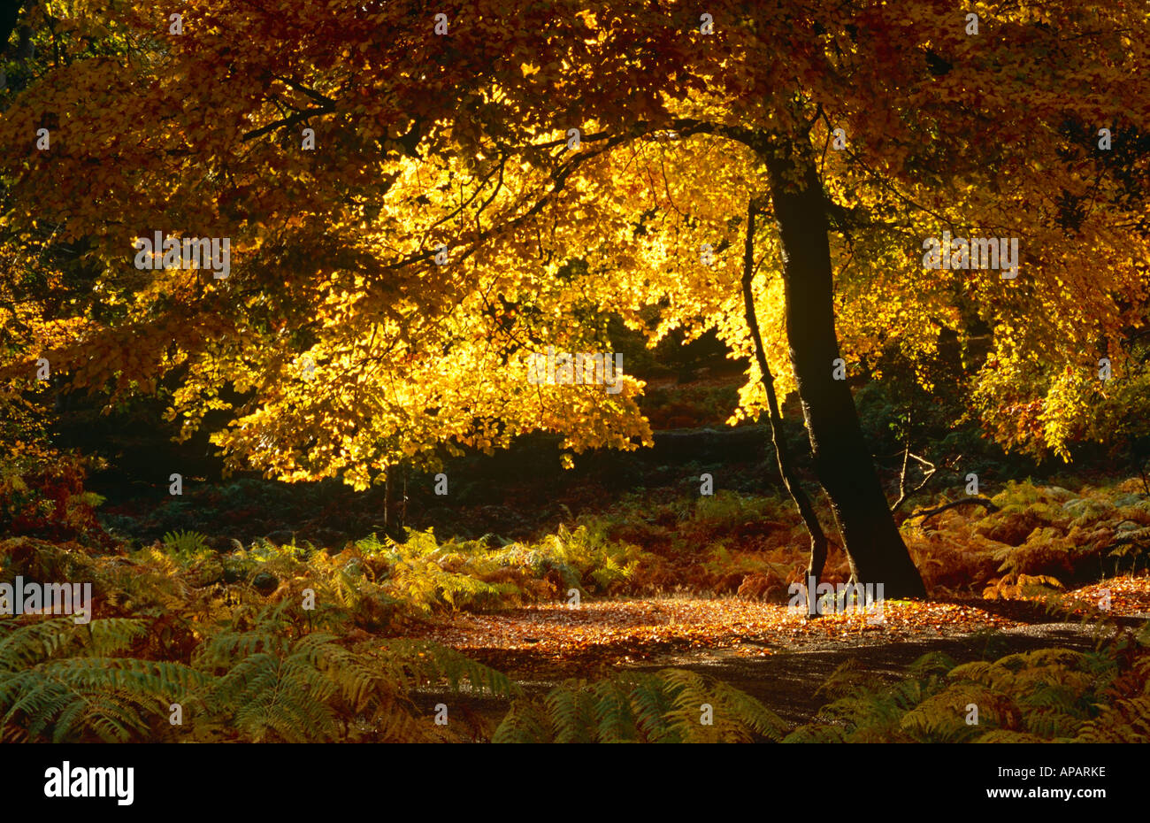 Autumn Beech Tree, Bolderwood Arboretum Ornamental Drive, near ...