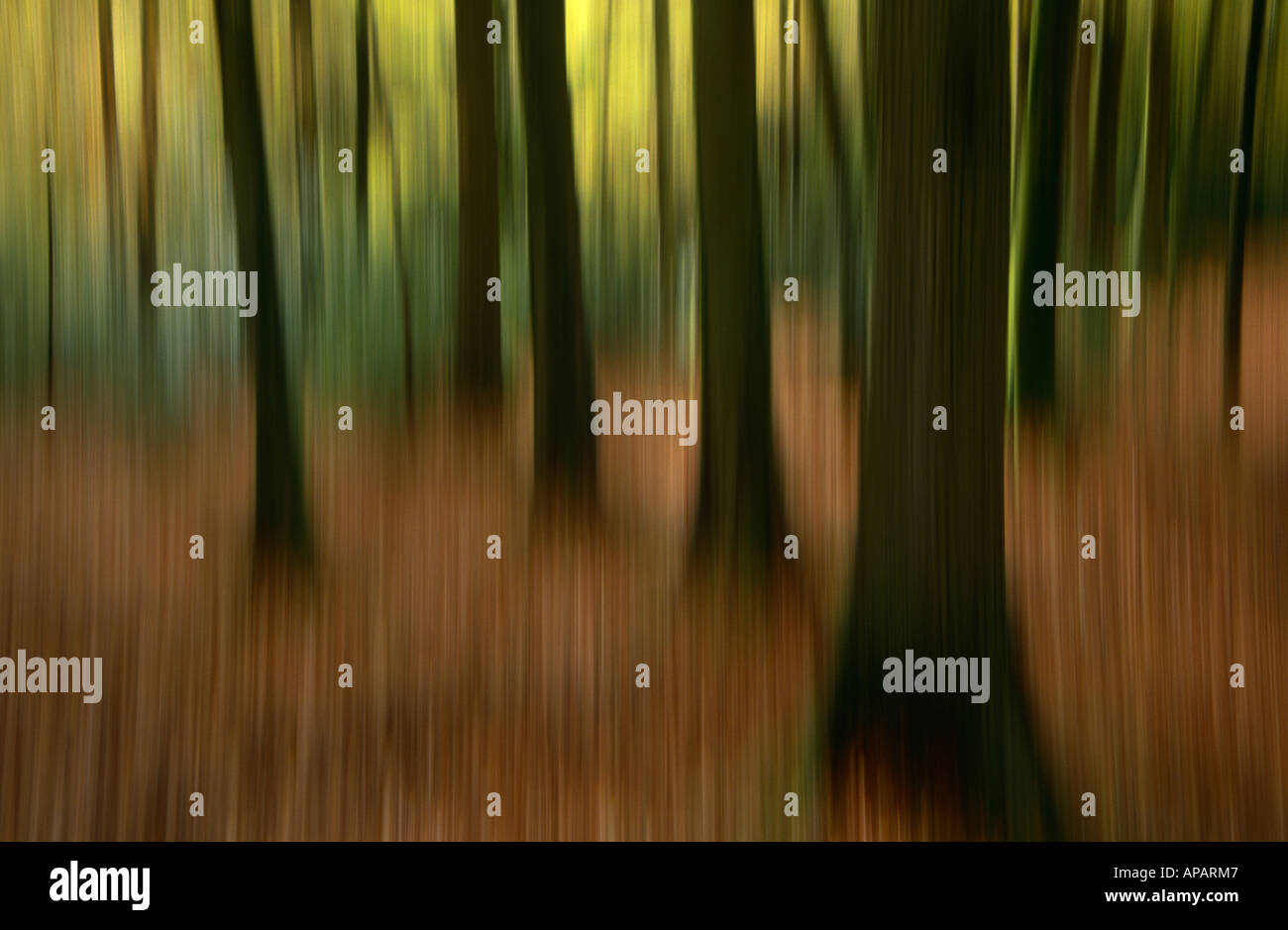 Bramshaw, new forest hi-res stock photography and images - Alamy