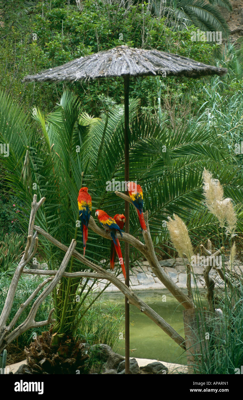 Palmitos park parrots hi-res stock photography and images - Alamy