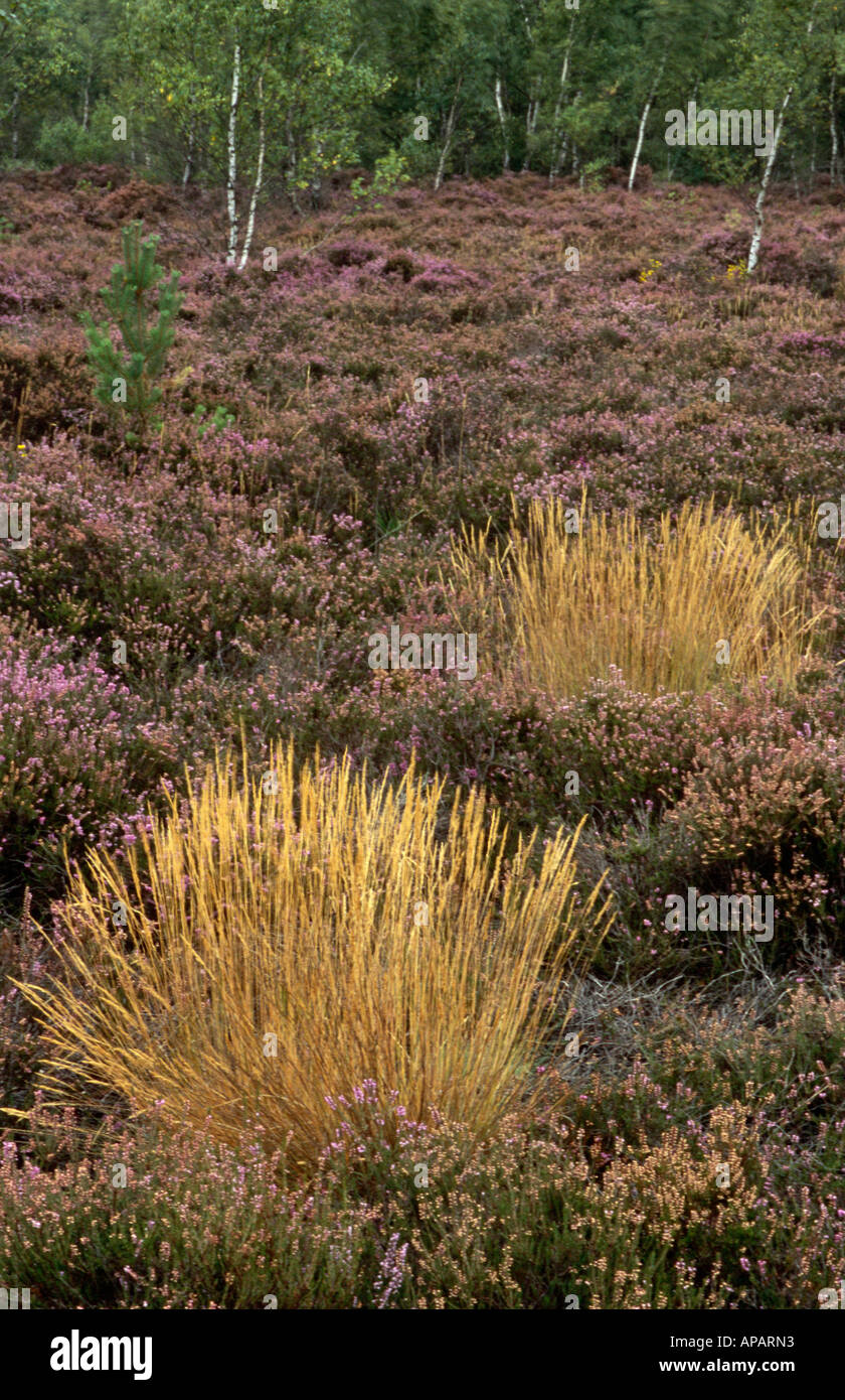 Common heather and birches hi-res stock photography and images - Alamy