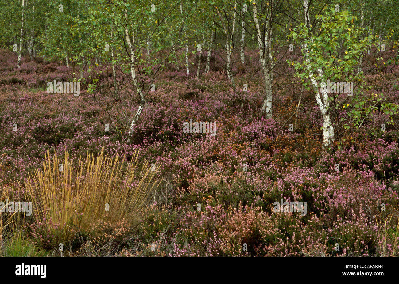 Common heather and birches hi-res stock photography and images - Alamy
